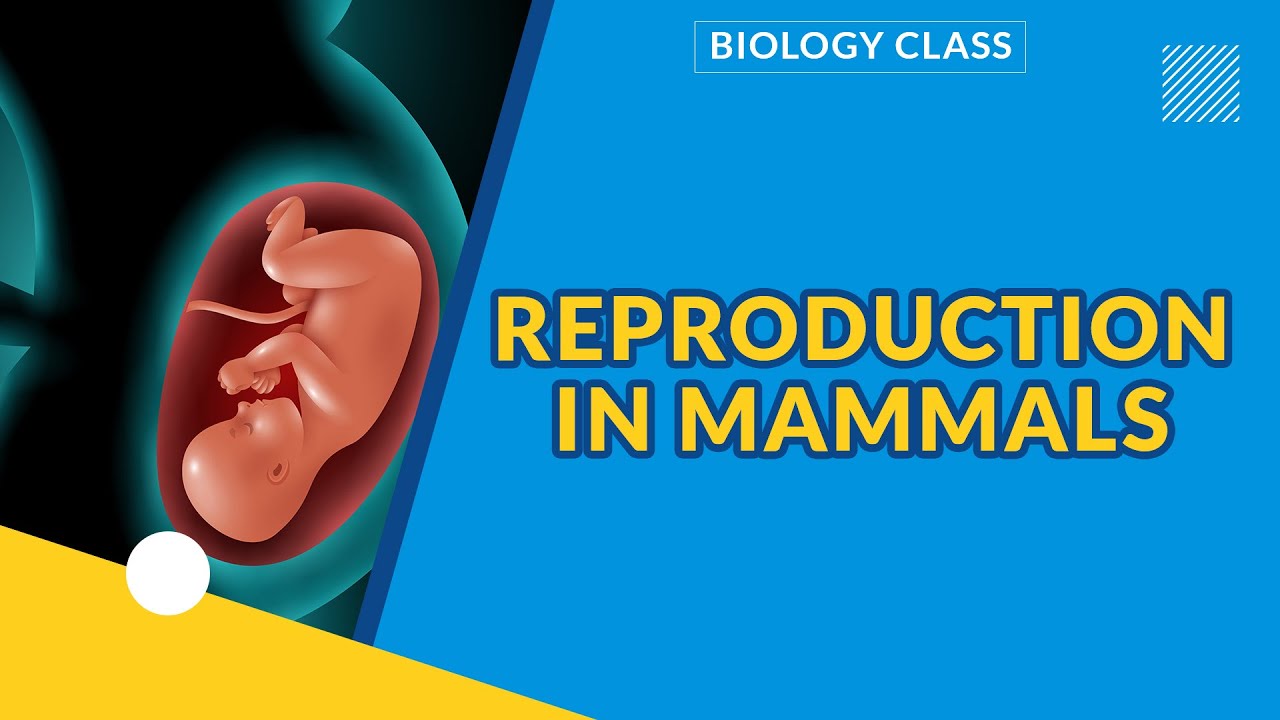 REPRODUCTION IN MAMMALS | HOW FERTILIZATION OCCURS IN HUMANS | BIOLOGY ...