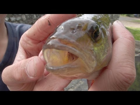 Perch Fishing with Minnows, Plus some Bonus Roach : Jay and Oscar ...