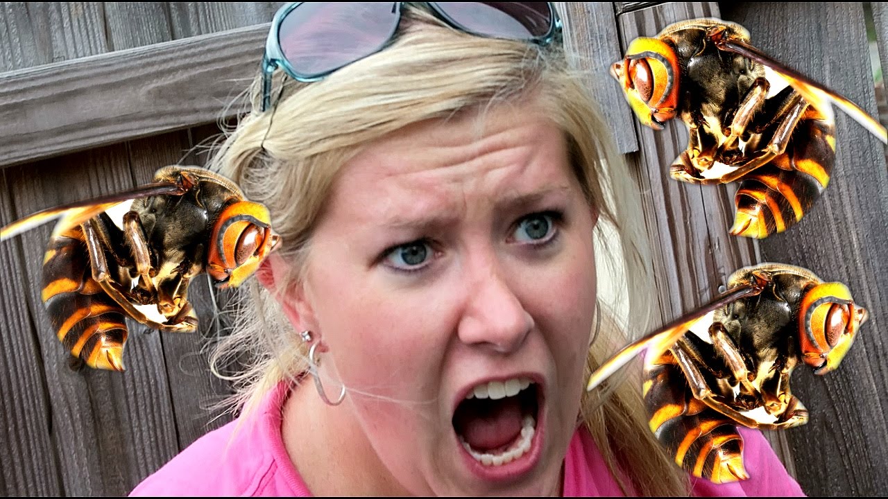 INTENSE KILLER BEE ATTACK! - YouTube