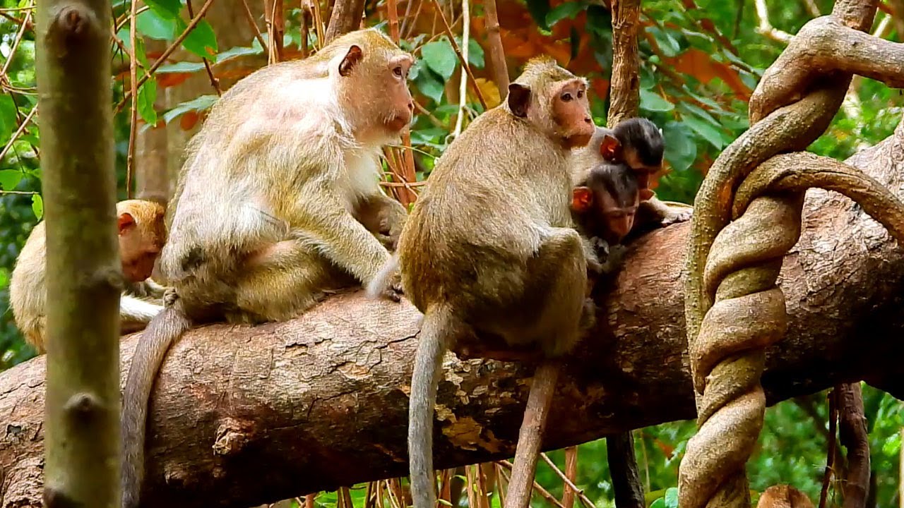 Two mother monkeys watching cute kids - YouTube