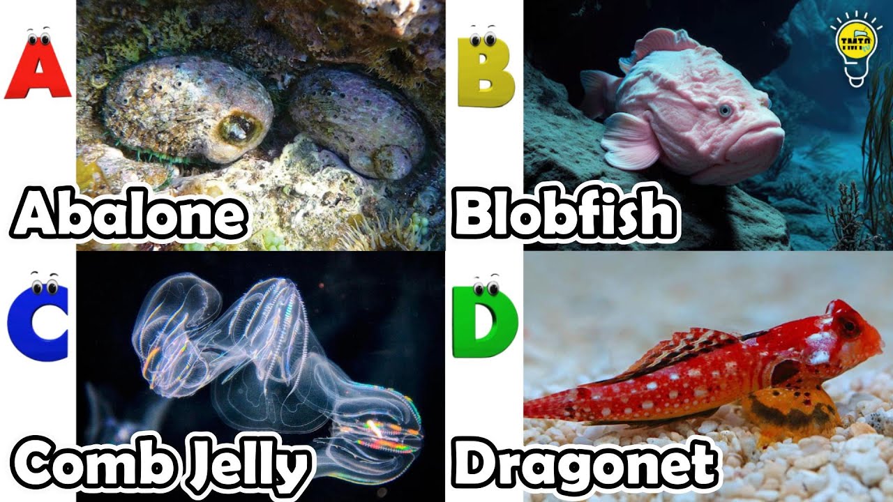 Learn Ocean Animal Names | ABC Sea Animals song | Most Popular Sea ...