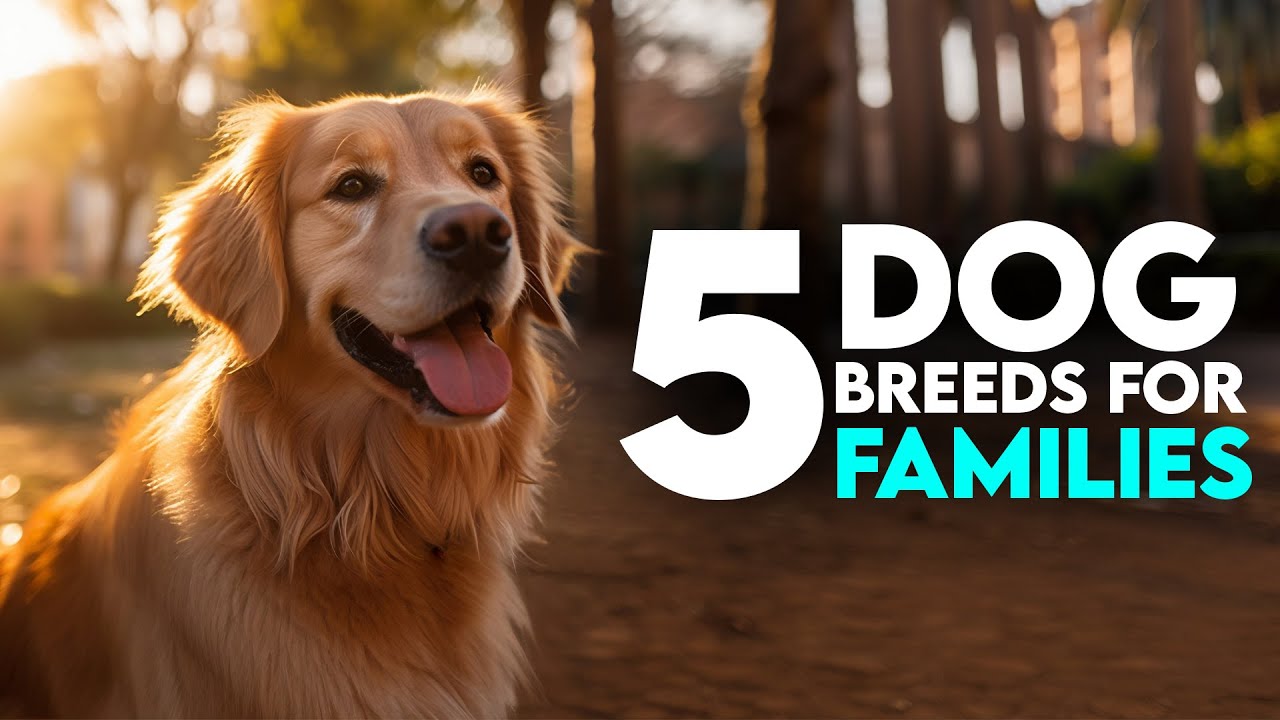 Top 5 Dog Breeds for Families - YouTube