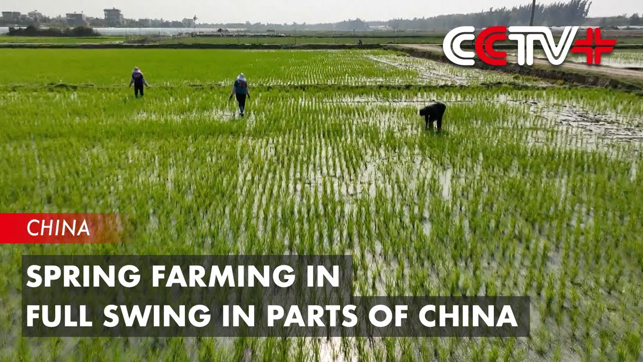 Spring Farming in Full Swing in Parts of China - YouTube