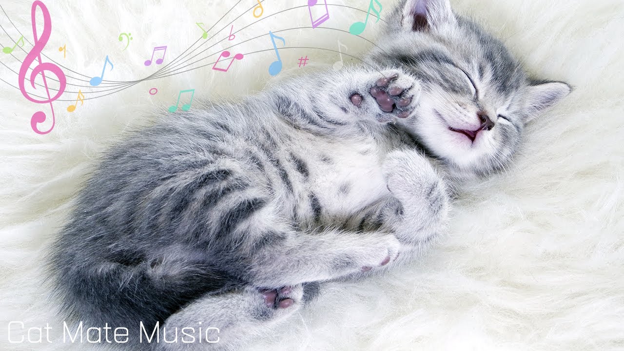 Relaxing music for cats left alone at home, music that cats love｜Music ...