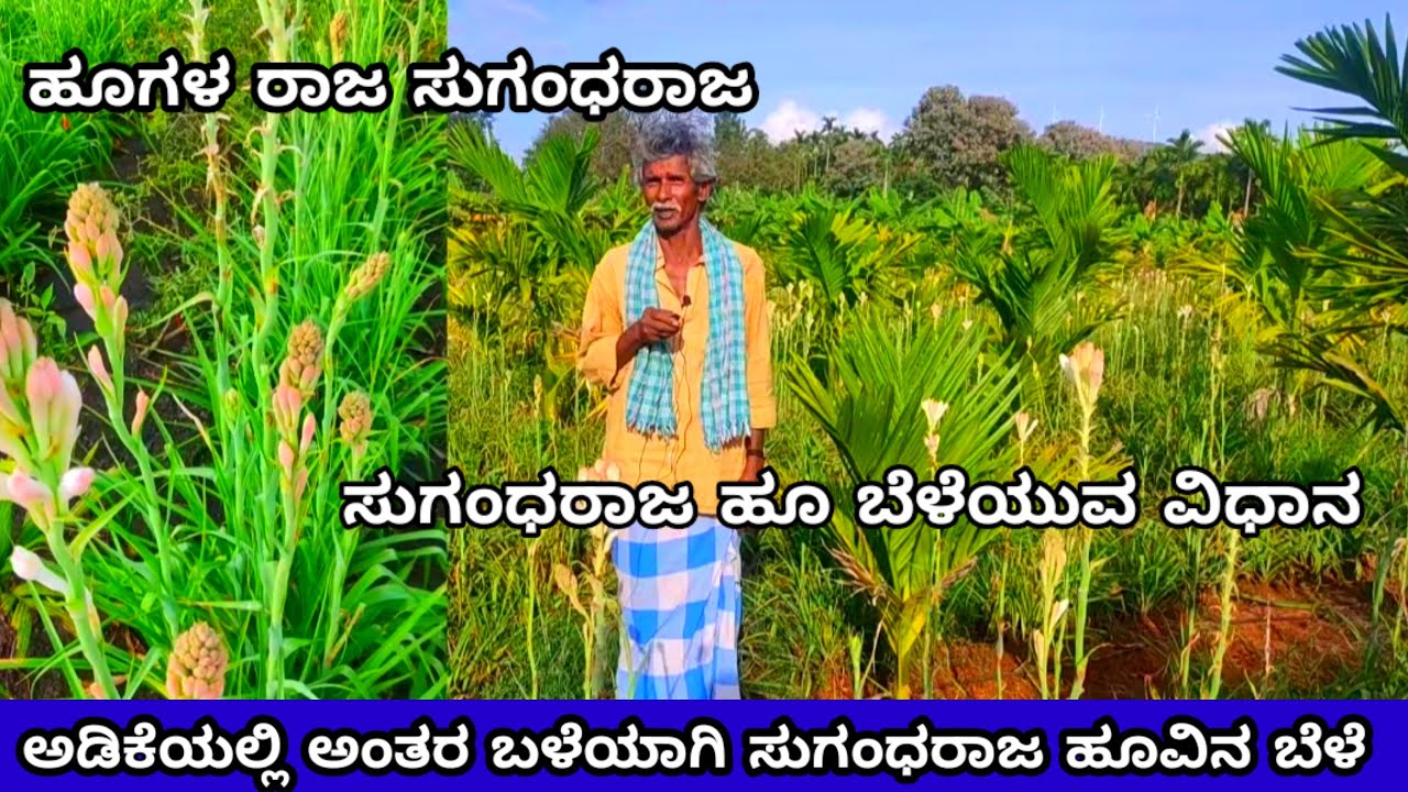 ಸುಗಂಧರಾಜ ಹೂವಿನಬೇಳೆ | Sugandaraja flower farming | Tuberose flower crop ...