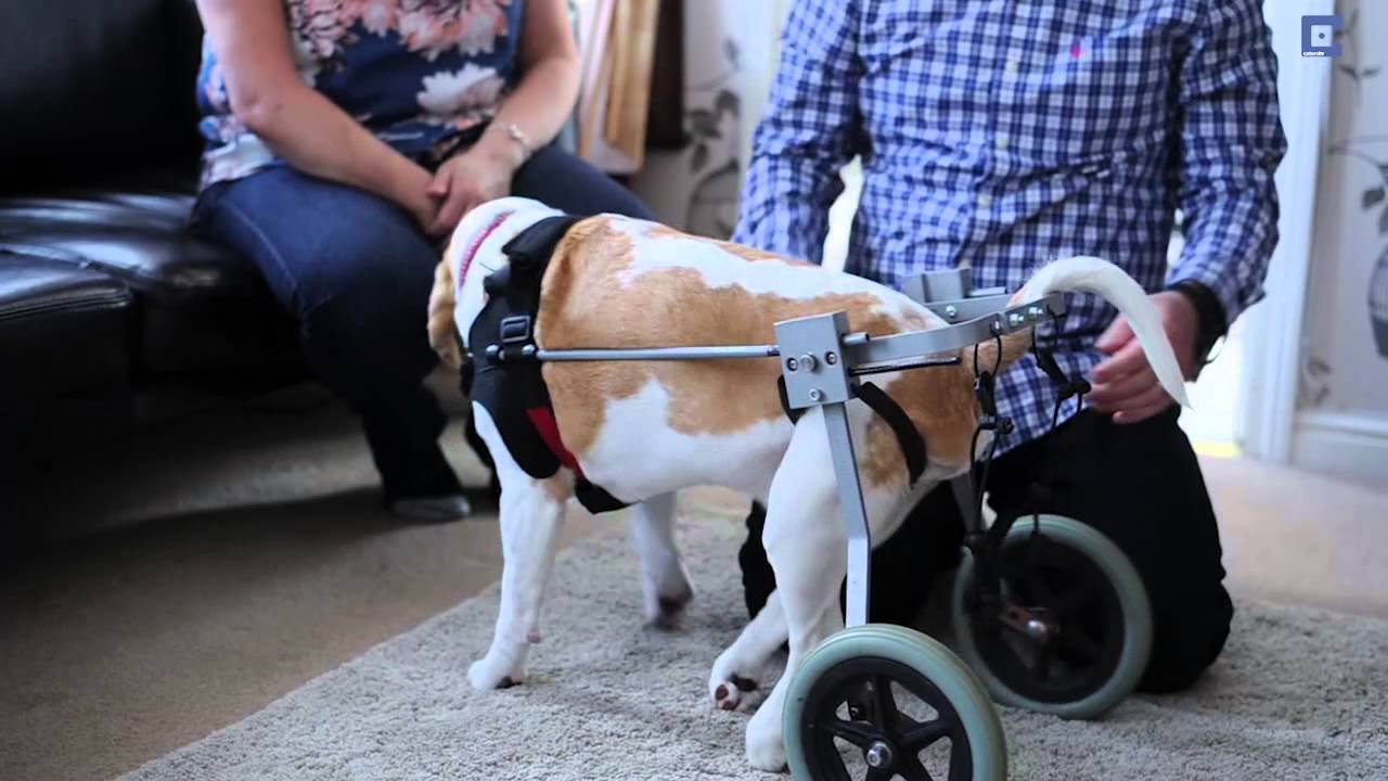 Beagle on Wheels - YouTube