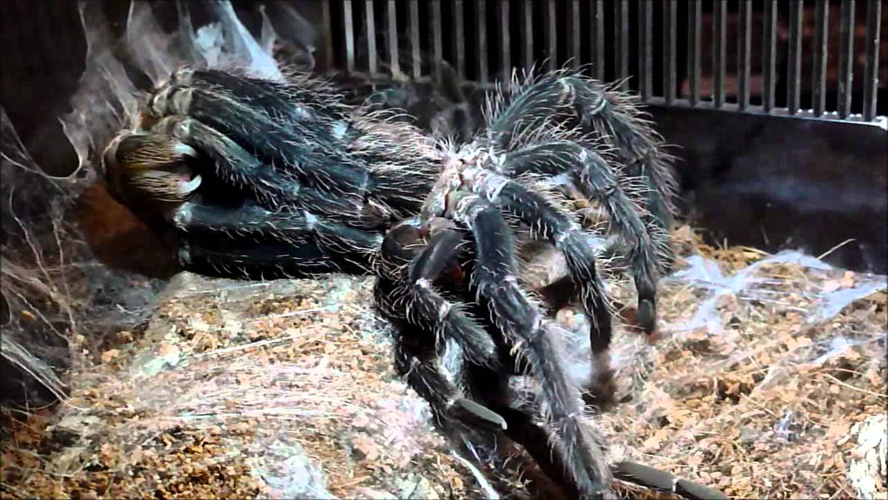 Amazing tarantula molt - Must see! - YouTube