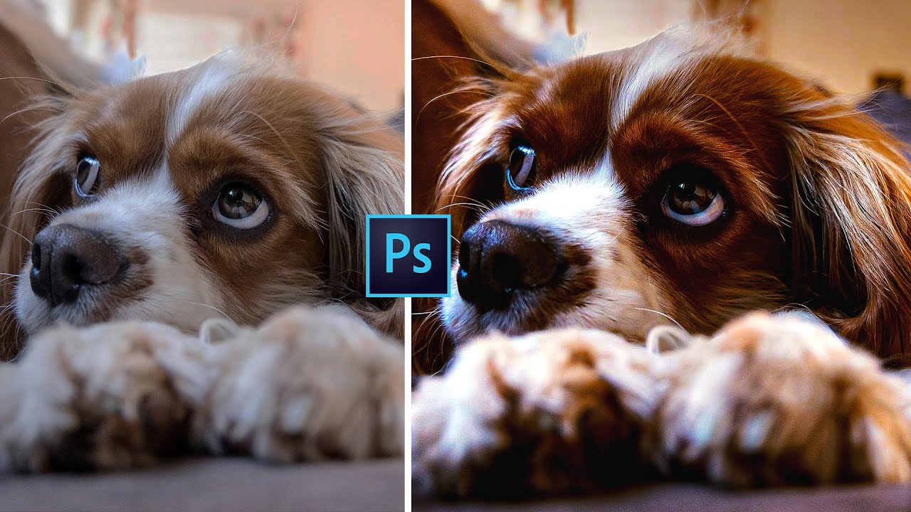 Dog Photo Editing - Retouch Pet Photos in Photoshop - YouTube