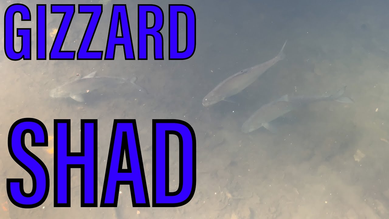 A School of Gizzard Shad feed off the bottom by Harbor East - YouTube