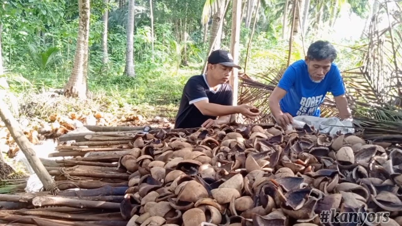 PAANO MAG TAPA NG COPRA /Province Life | traditional way of drying ...