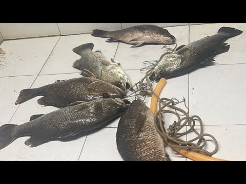 casting di tempat yank angker #fishing #fish #casting #siakapmerah ...