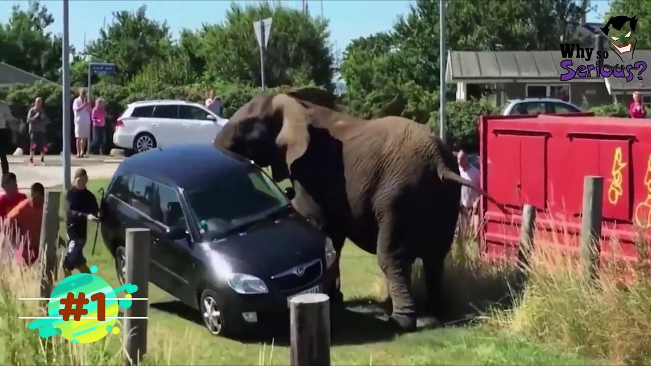 Top 10 ANIMAL ATTACKS ON HUMANS 2017 - YouTube