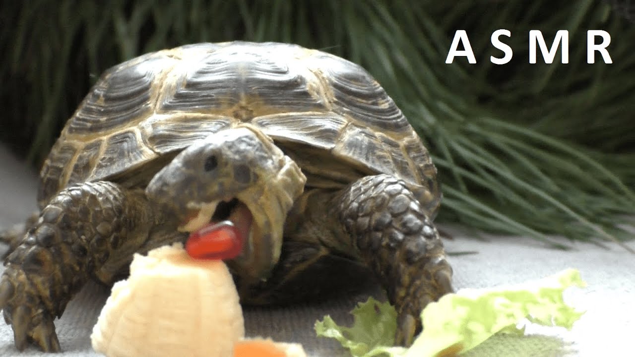 Turtle eating banana / pomegranate / lettuce leaf / Animals ASMR #15 ...