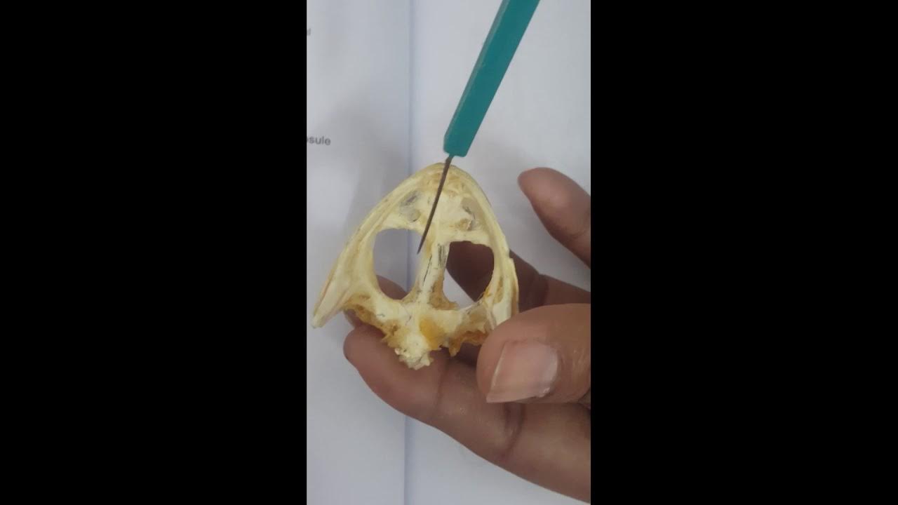 Bones Of Frog s Skull YouTube bones-of-frog-s-skull-youtube