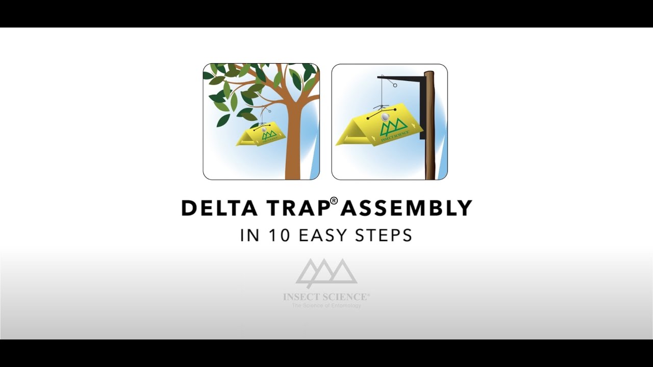 Delta Trap assembly in 10 easy steps - Insect Science - YouTube