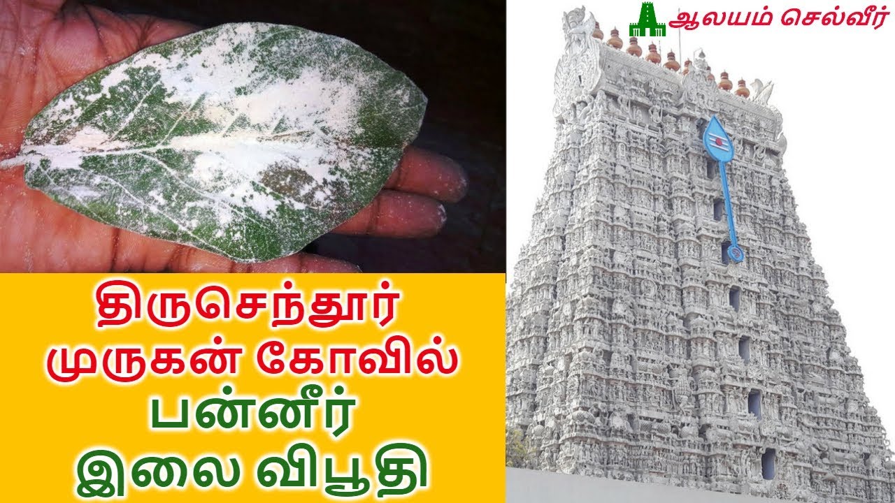 திருசெந்தூர் முருகன் கோவில் பன்னீர் இலை விபூதி | Thiruchendur Murugan ...