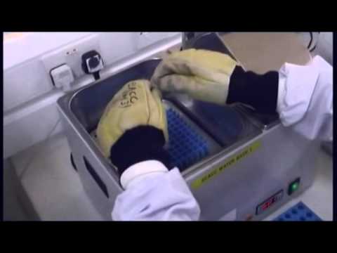 4. Revival of cells from frozen - YouTube