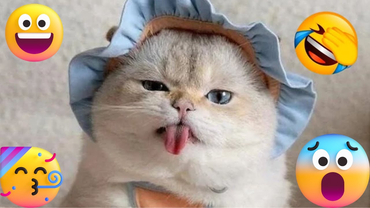 Hilarious Cat Memes - Funny cat & dog meme - best funny animal videos ...