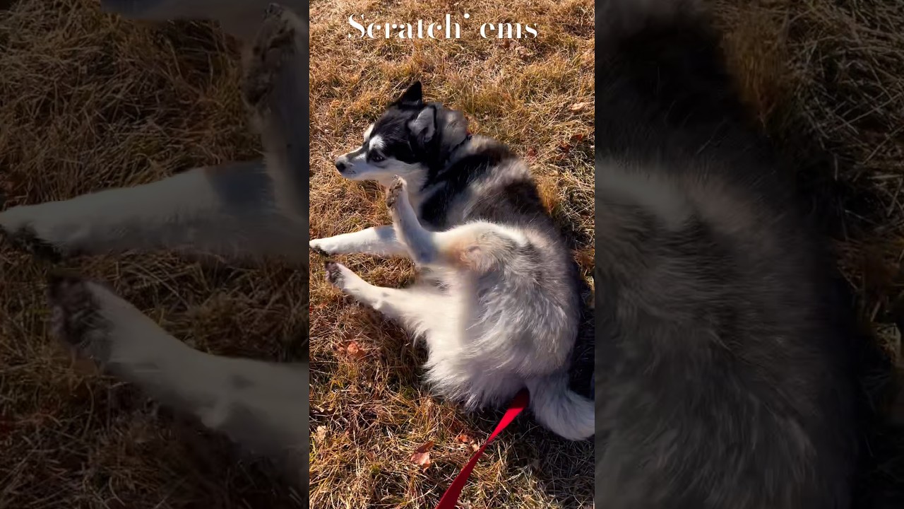 Husky pup has to scratch itchy back - YouTube