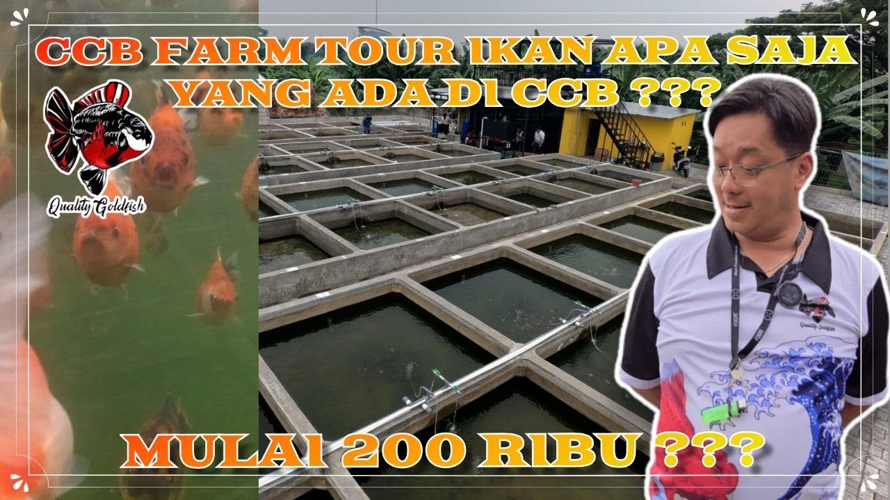 MULAI 200 RIBU ??? CCB FARM TOUR IKAN APA SAJA YANG ADA DI CCB ...