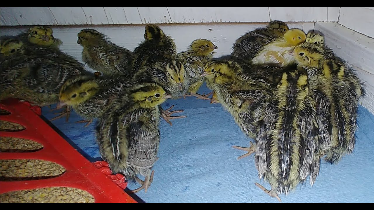 Pansy Fee and Falb Fee Quail 1 week update - YouTube