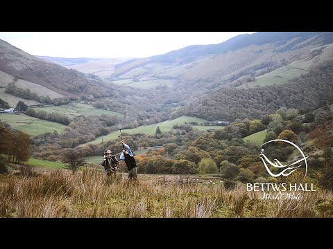 Bettws Hall World Wide - Pheasant Shooting in the UK - YouTube