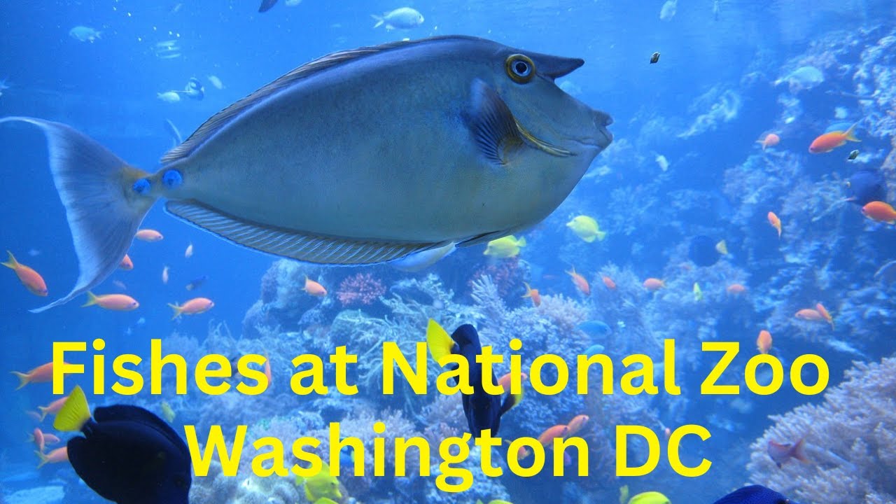 डरलाग्दा माछाहरु || Fishes at National Zoo, Washington DC || - YouTube