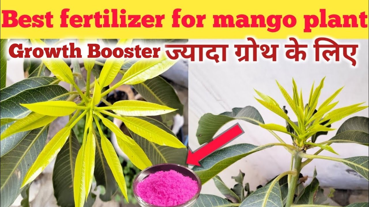 Best fertilizer for mango plant || growth booster।|| आम के पौधे की ...