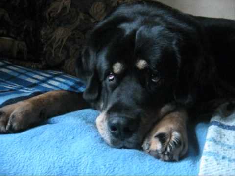 Tibetan Mastiff ZODD (Fu-Hsing Sundari) October 2009 - YouTube