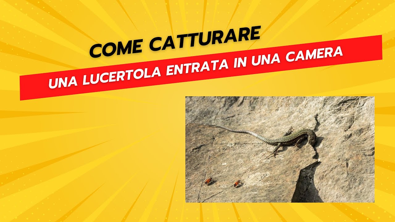 Come Catturare una Lucertola Entrata in Casa - YouTube