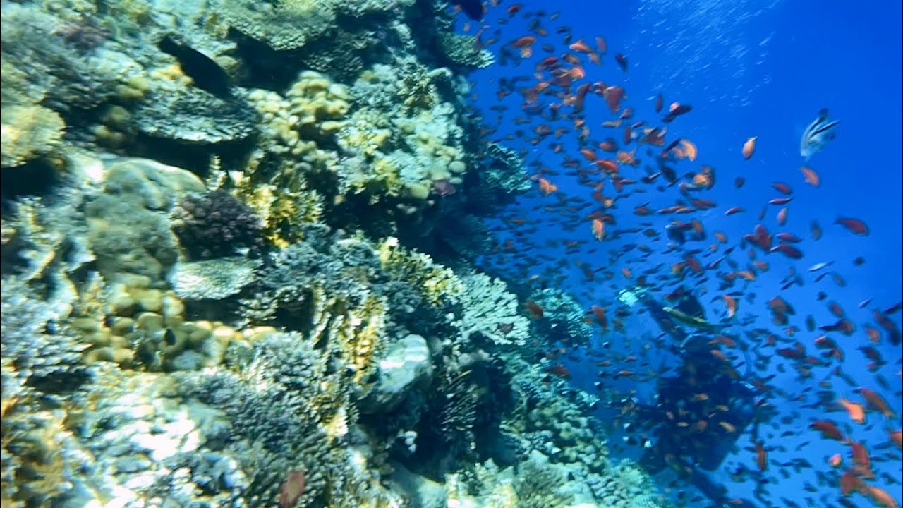 Egypt. Sharm El-Sheikh. Coral reefs. Snorkeling. - YouTube