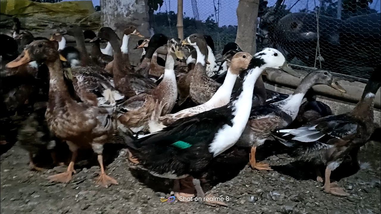 Duck farming in India | Duck Video | Farming - YouTube