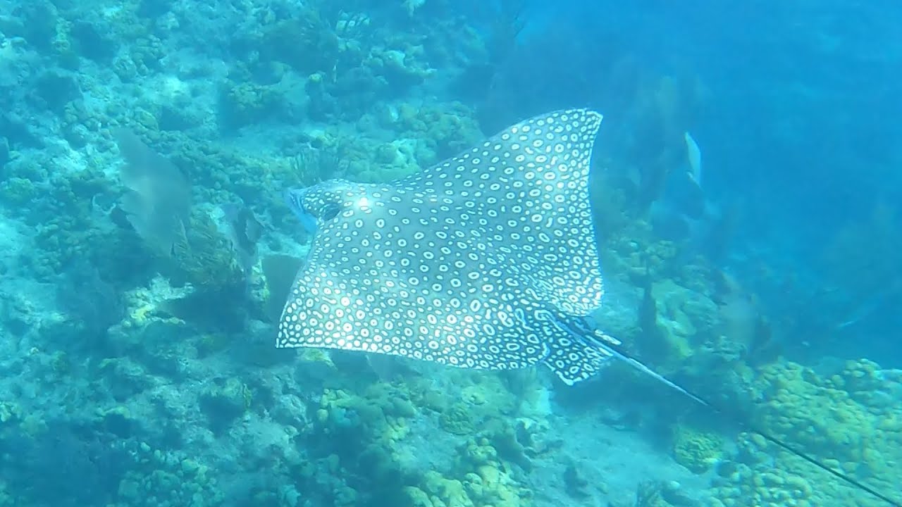 LOOE Key Reef. Huge Reef Florida Keys must doo snorkeling. Manta Ray ...