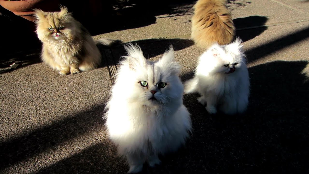13 11 29 A herd of Yeti Cats, Persian kitties galore - YouTube