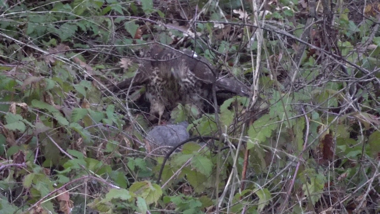 C0062 - Hawk eating prey - YouTube