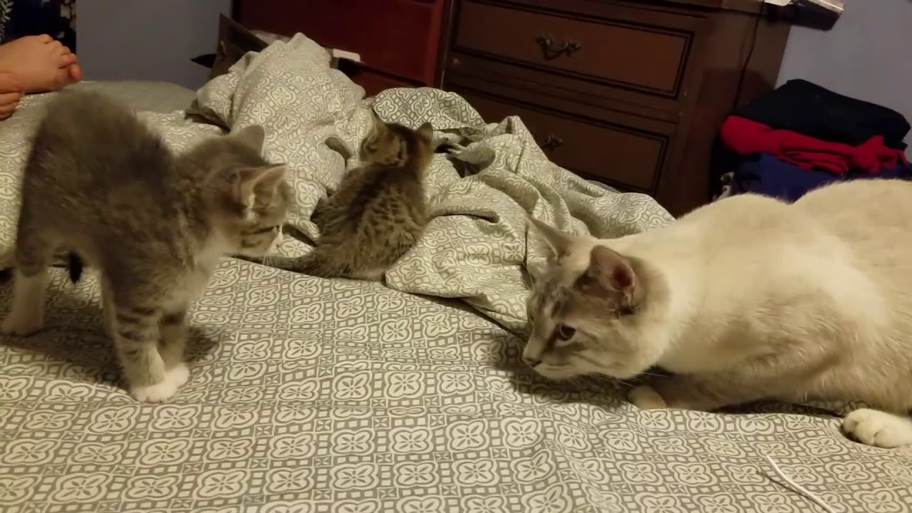 Kitten vs. Daddy Cat (Cute and Funny Cat Video) - YouTube