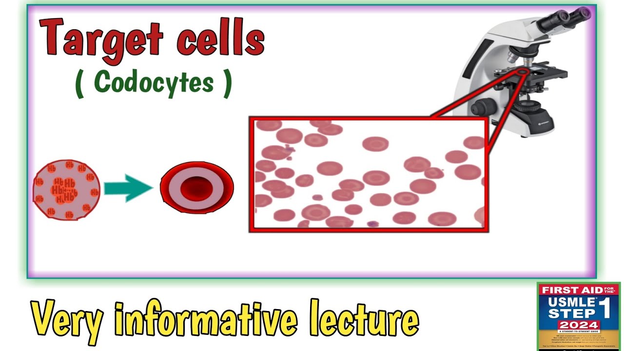 Target cells | Codocytes |Morphology of red blood cells | Hematology ...