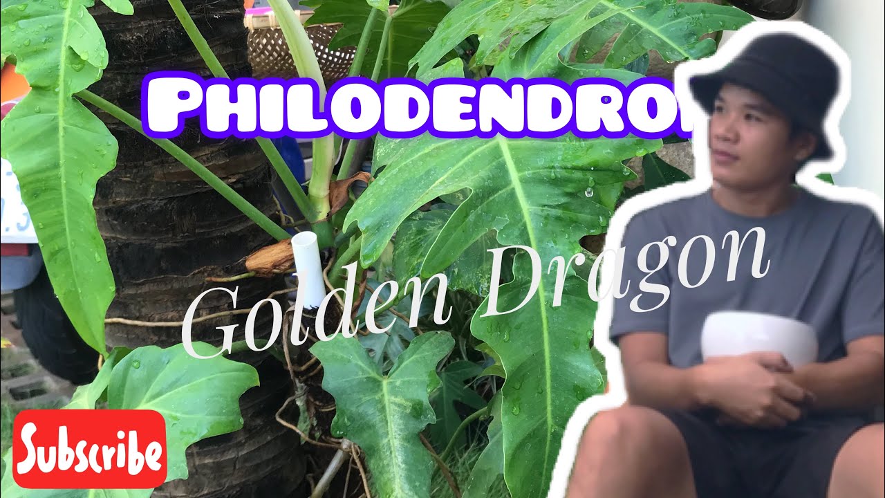 Philodendron Golden Dragon - " Rồng Vàng " - Dòng kiểng lá quốc dân ...