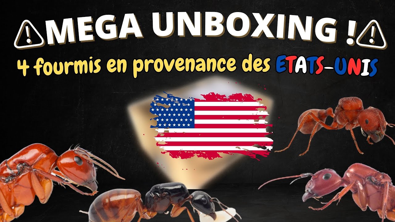 Je vous présente 4 espèce de FOURMIS AMERICAINE ! Elles sont dingues ! #fourmis #ants #fourmi ...
