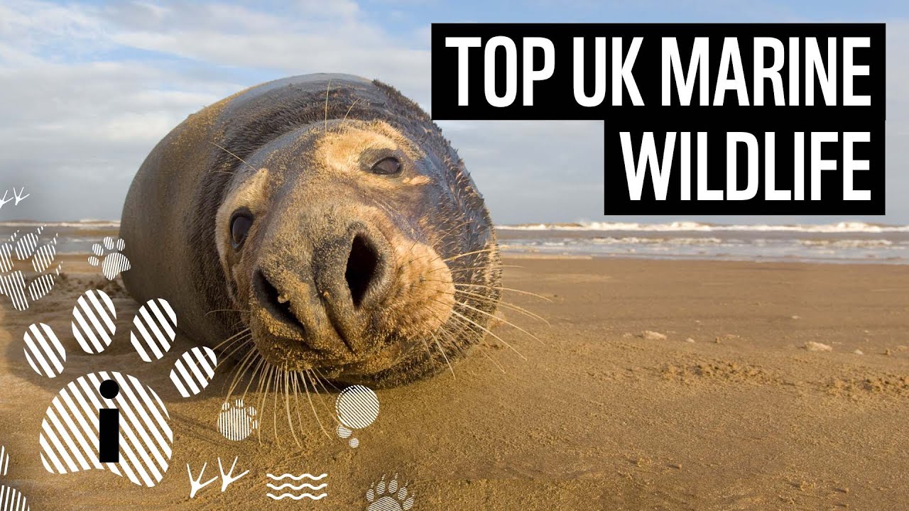 Top Facts about UK marine wildlife | WWF - YouTube