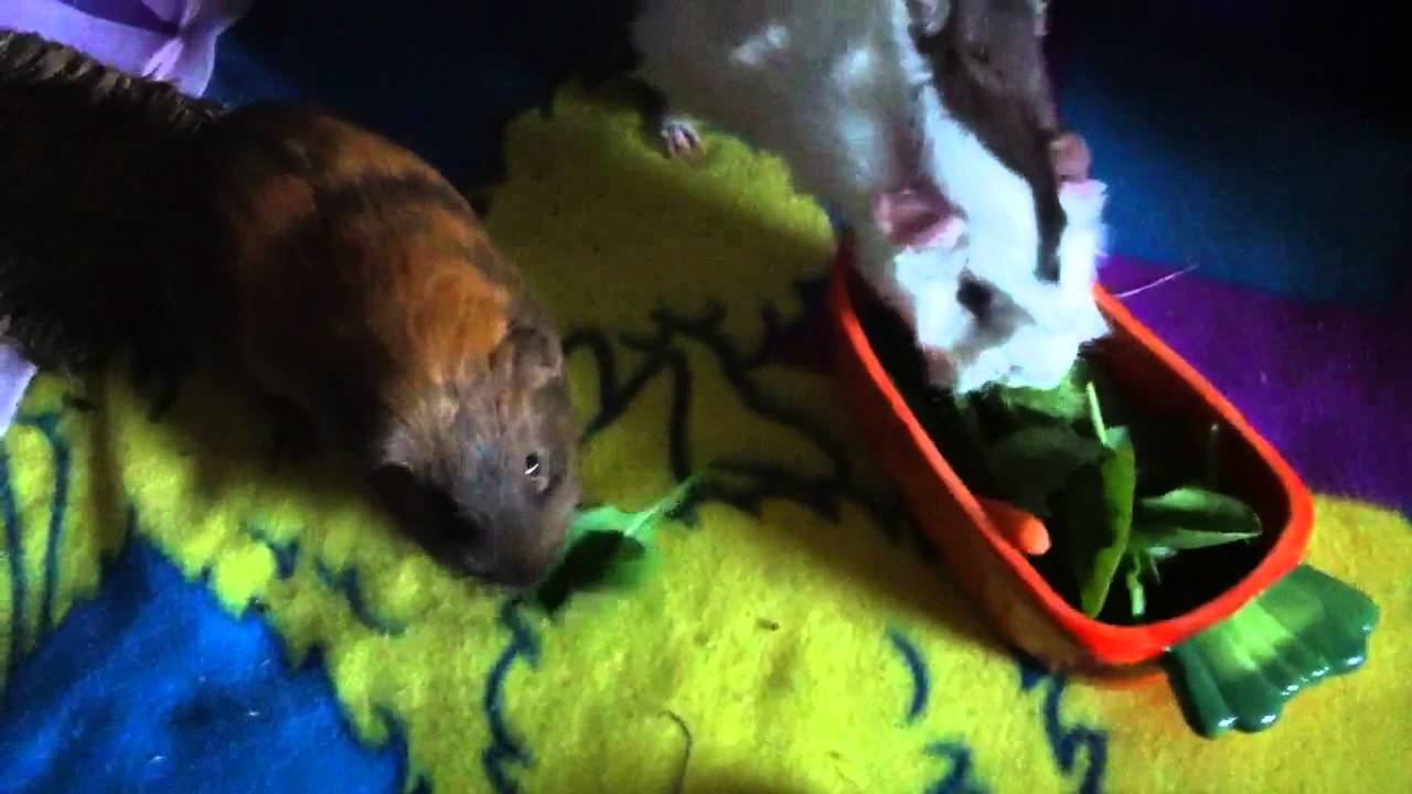 Num num yum!!! - YouTube