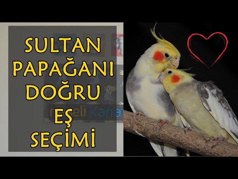 Üretim Sırları! - Bölüm 2 | Eş Seçimi Nasıl Yapılır? | Takım Kuş Almak Mantıklı mı?