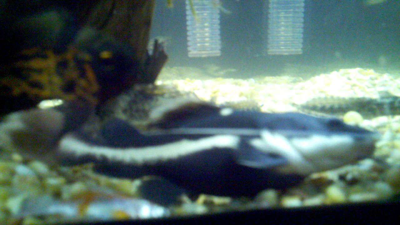 Baby Red Tail Catfish eating a gold fish - YouTube