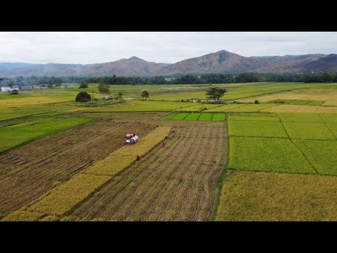 Ganda Talaga View Ng Mga Palayan Sa Bukid Drone Shoot - YouTube