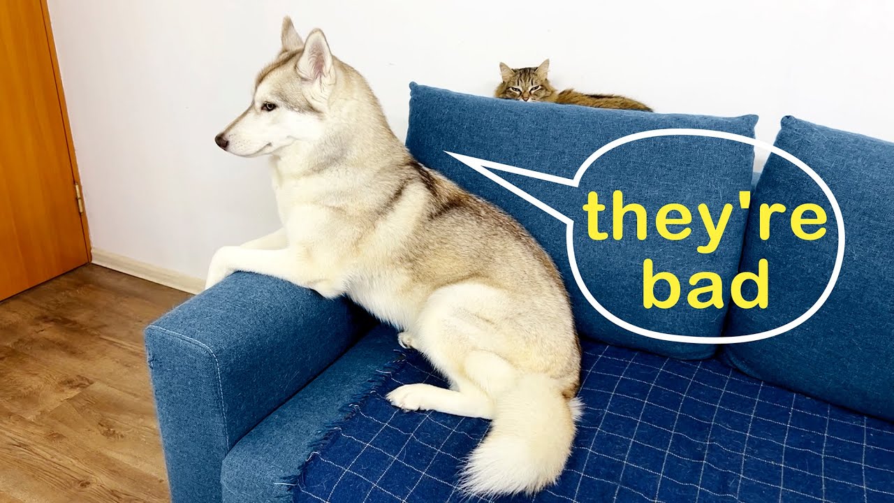 My Cute Husky Was Offended By Me! Dogs Learn a New Trick - YouTube