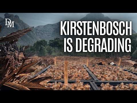 Stirbt Kirstenbosch von innen heraus?