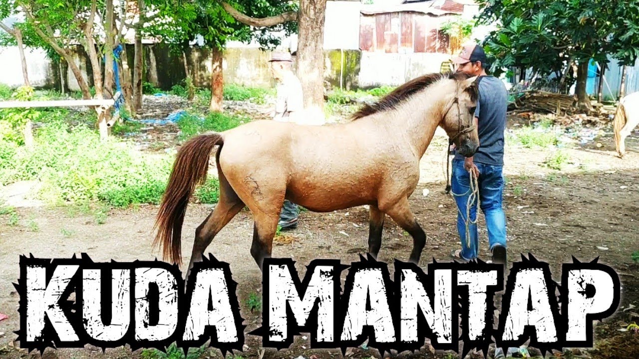 Harga Kuda Ke 3 Terkini - Hewan, Review Harga | Pasar Kuda | Kuda Part 104 [Sub] - YouTube