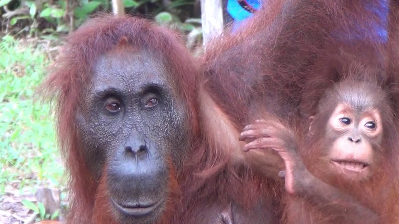 River Roots - Monkey Corner (Orangutans & Monkeys of Borneo's Tanjung ...