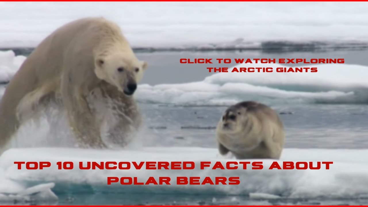 Top 10 Uncovered Facts About Polar Bears Exploring the Arctic Giants ...