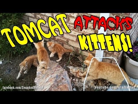 Tomcat Attacking Kittens - YouTube
